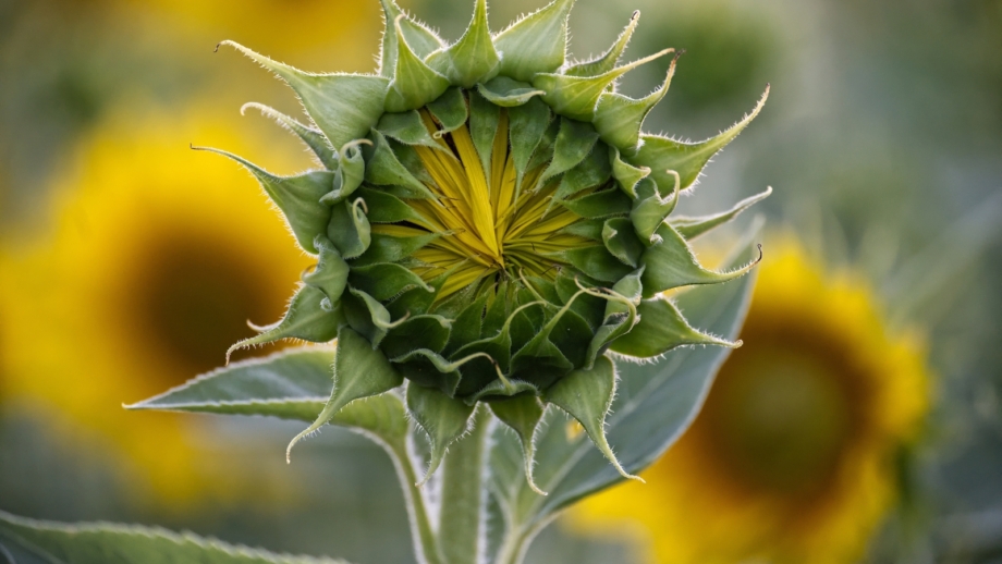 23 Flowers You Should Always Cut in the Bud Stage