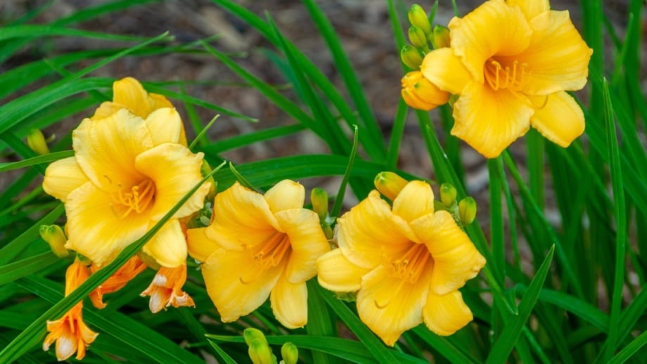 21 Longest-Flowering Perennials for Lasting Color
