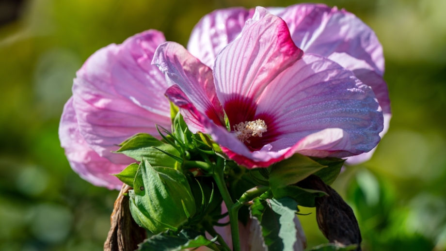 Indoor Hibiscus Care: 7 Tips for Healthy Plants in the Off-Season