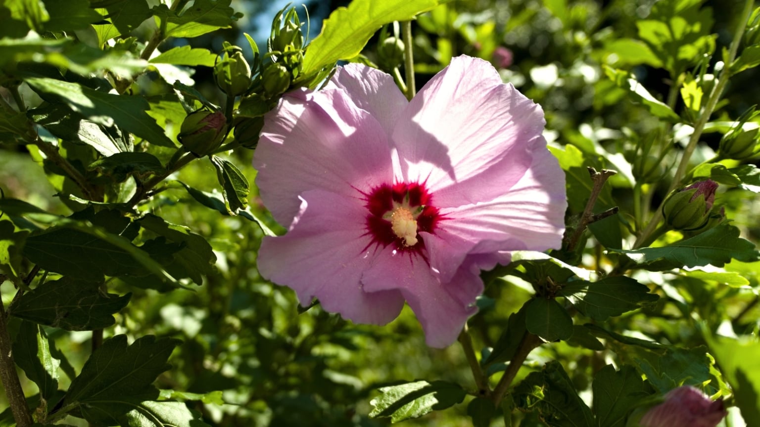 21 Longest-Flowering Perennials for Lasting Color