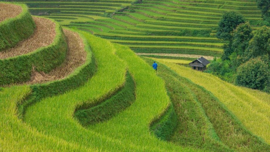 How to Plant, Grow, and Care for Rice
