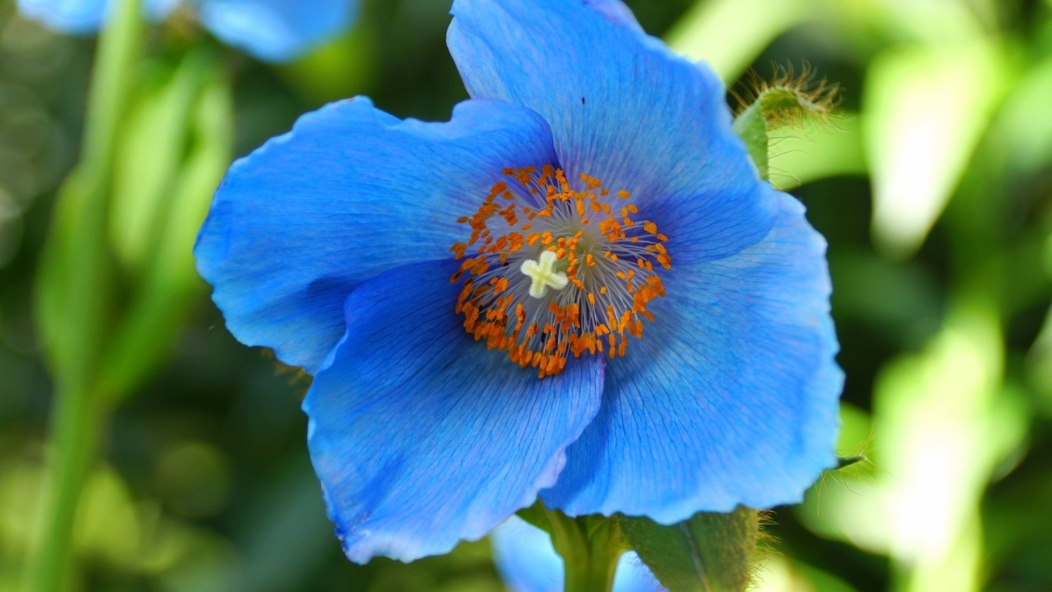 31 Rare and Unique Flowers You Can Grow
