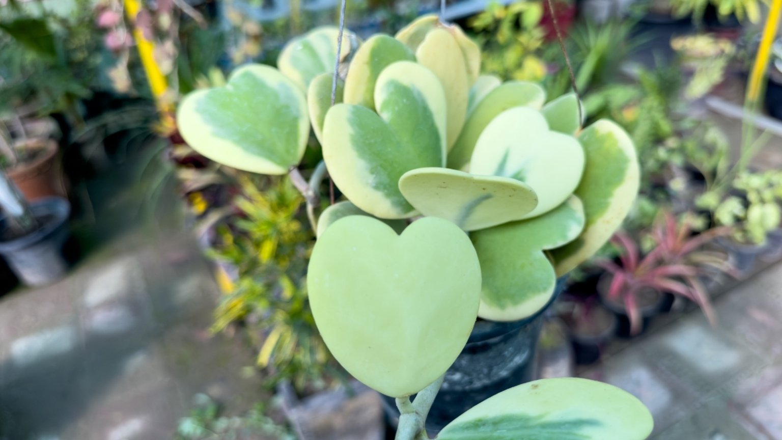 17 Varieties of Houseplants With Heart-Shaped Leaves