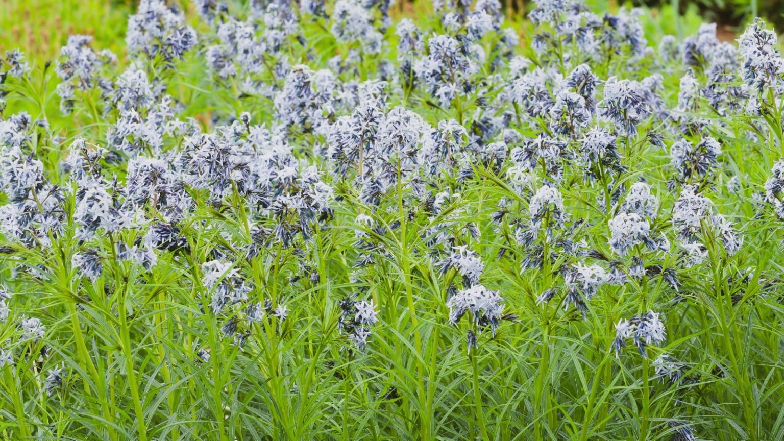 How to Plant, Grow, and Care for 'Storm Cloud' Amsonia