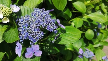 How to Divide Hydrangeas in 6 Simple Steps