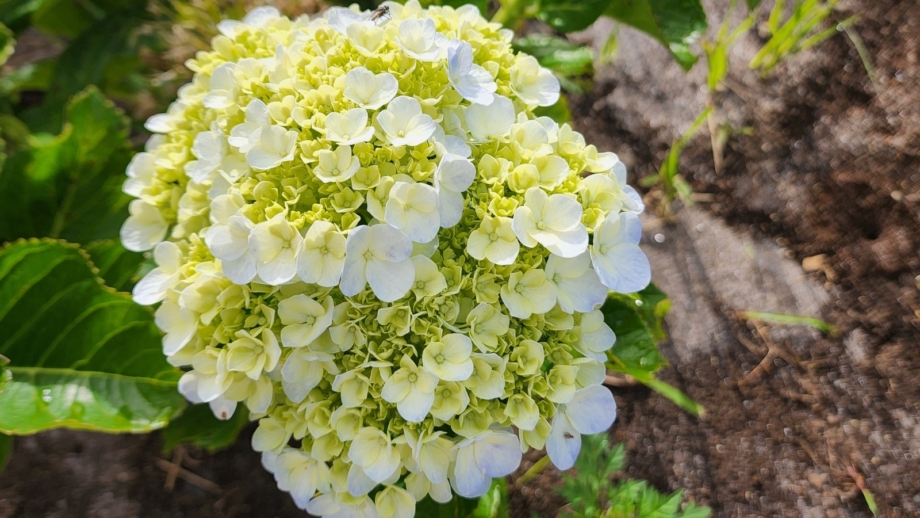 How to Plant, Grow, and Care For Bigleaf Hydrangeas
