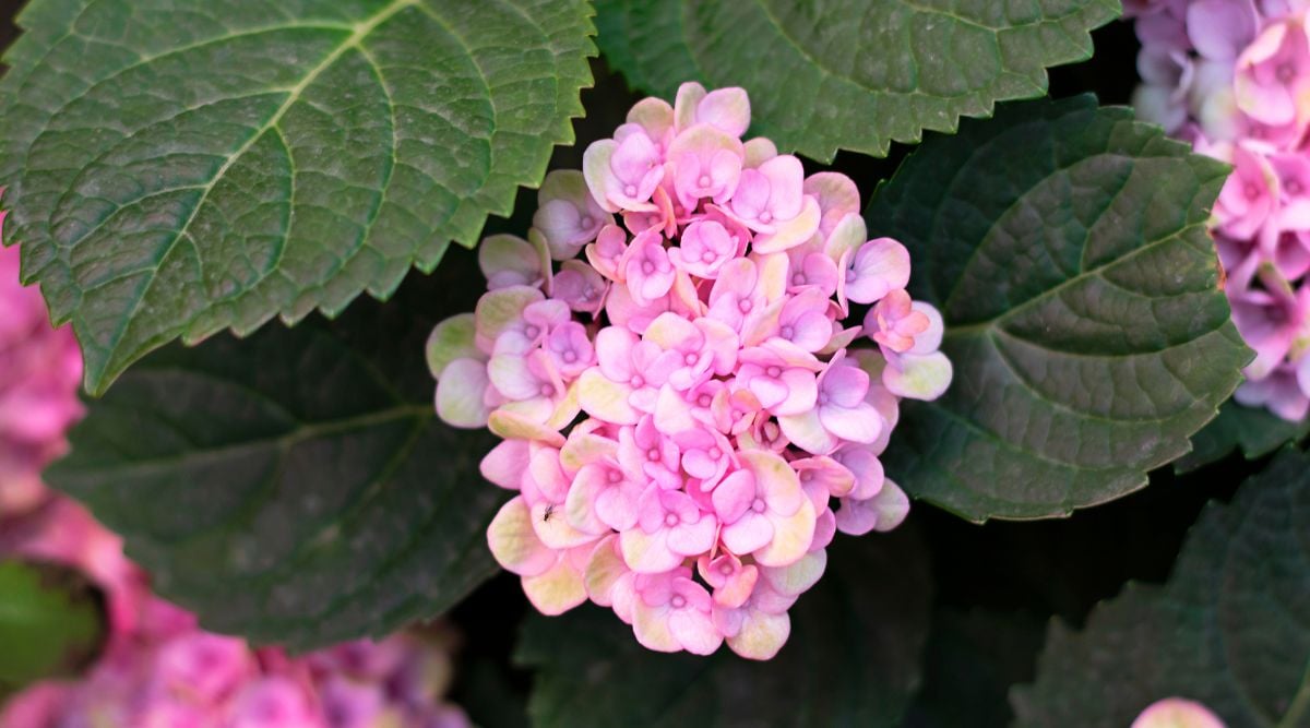 9 Hydrangeas That Look Spectacular in Fall