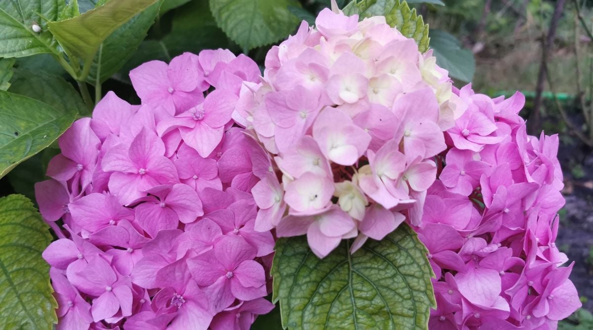 9 Hydrangeas That Look Spectacular in Fall