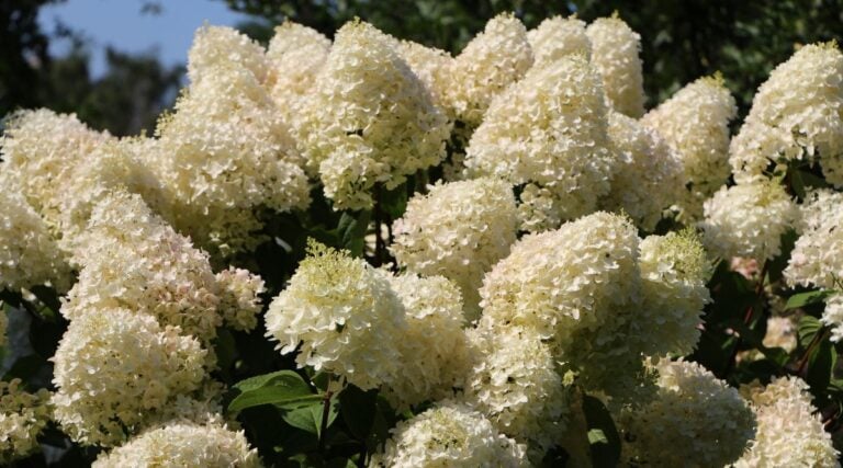 9 Hydrangeas That Look Spectacular in Fall