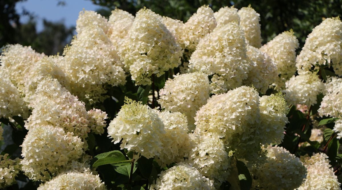 9 Hydrangeas That Look Spectacular in Fall