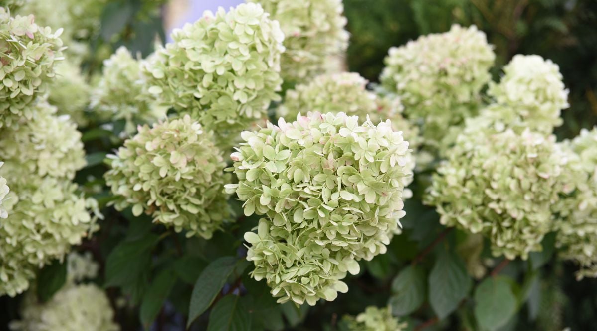 9 Hydrangeas That Look Spectacular in Fall