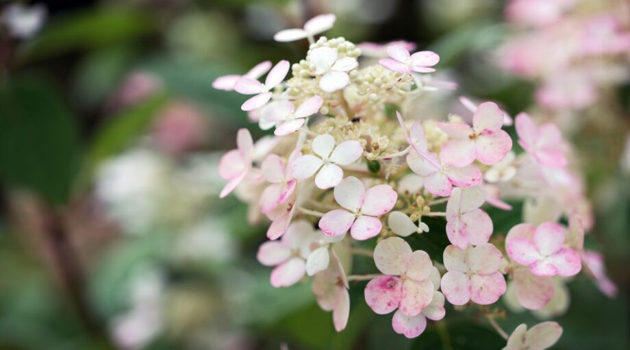 9 Hydrangeas That Look Spectacular in Fall