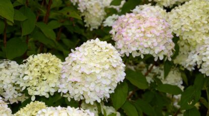 9 Hydrangeas That Look Spectacular in Fall