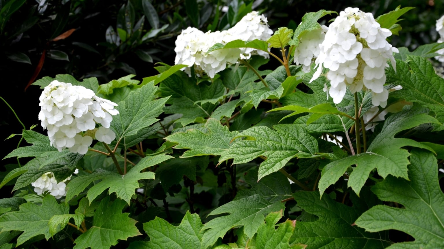 9 Tough Hydrangeas to Try if You Failed Before: Our Hardiest Picks