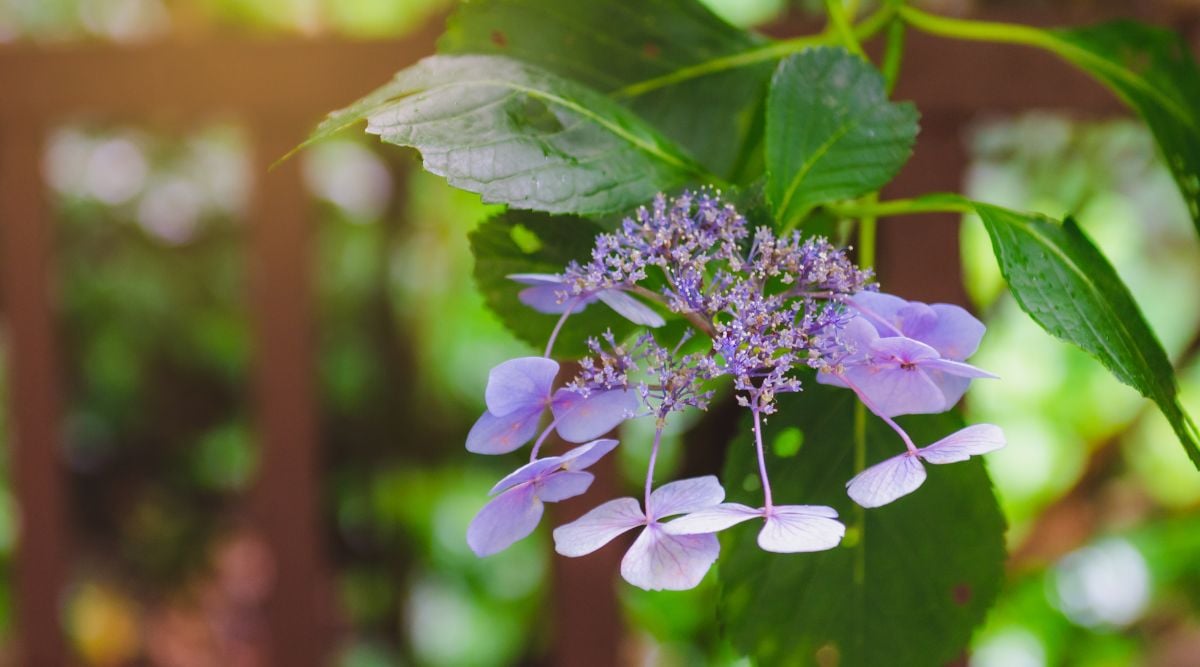 9 Hydrangeas That Look Spectacular in Fall
