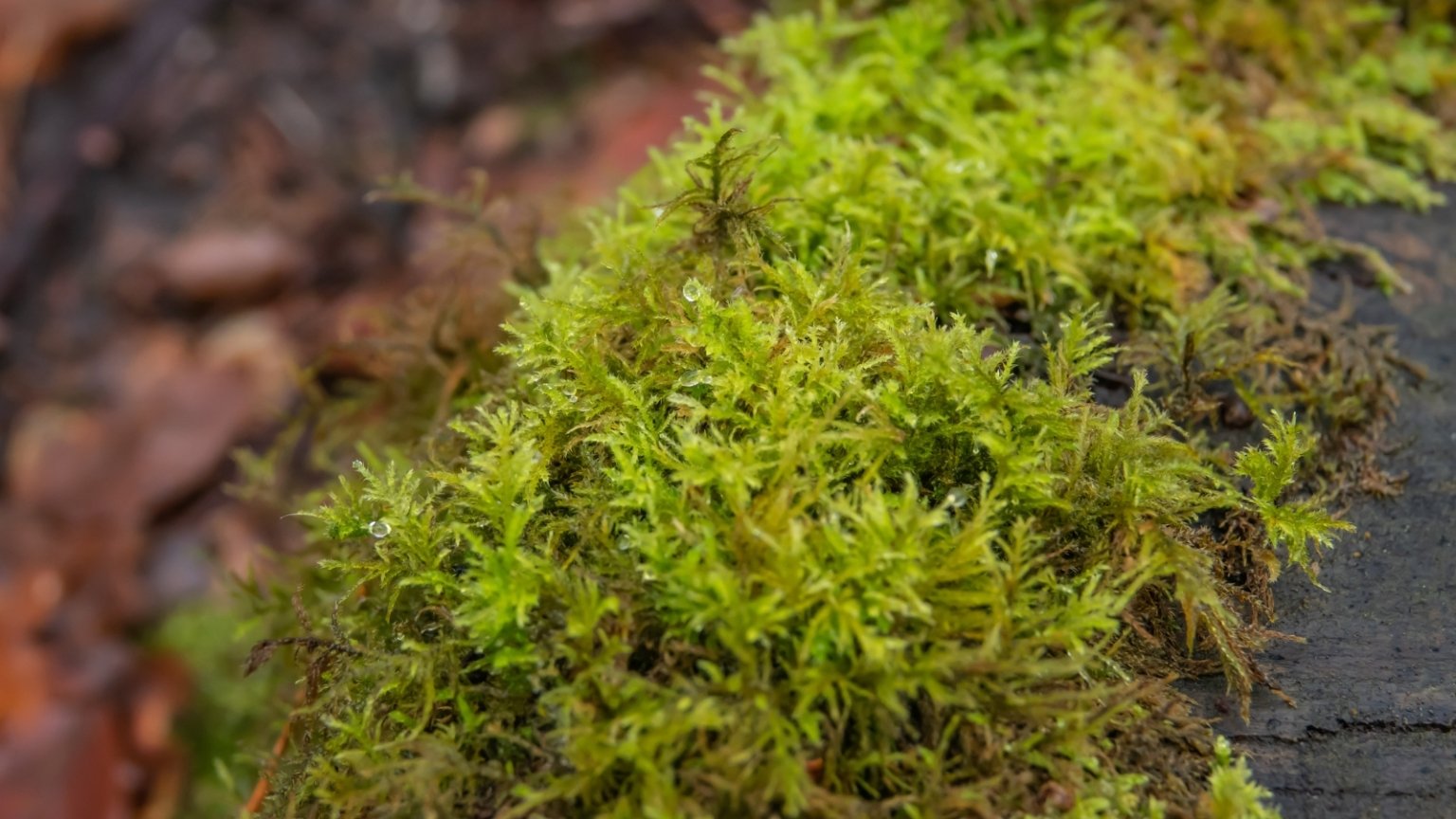 How to Plant, Grow, and Care For a Moss Lawn