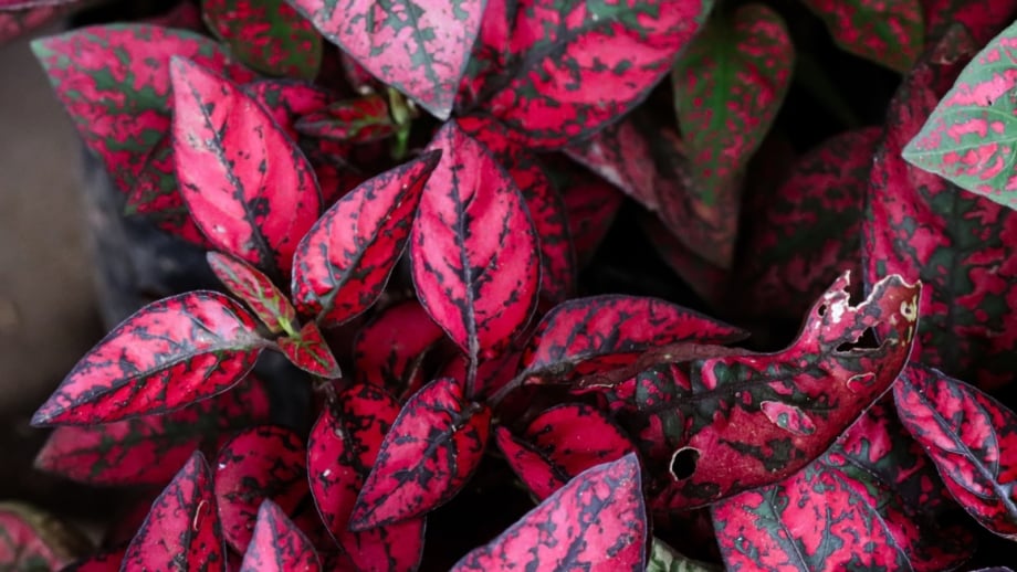 17 Houseplants with Red Foliage