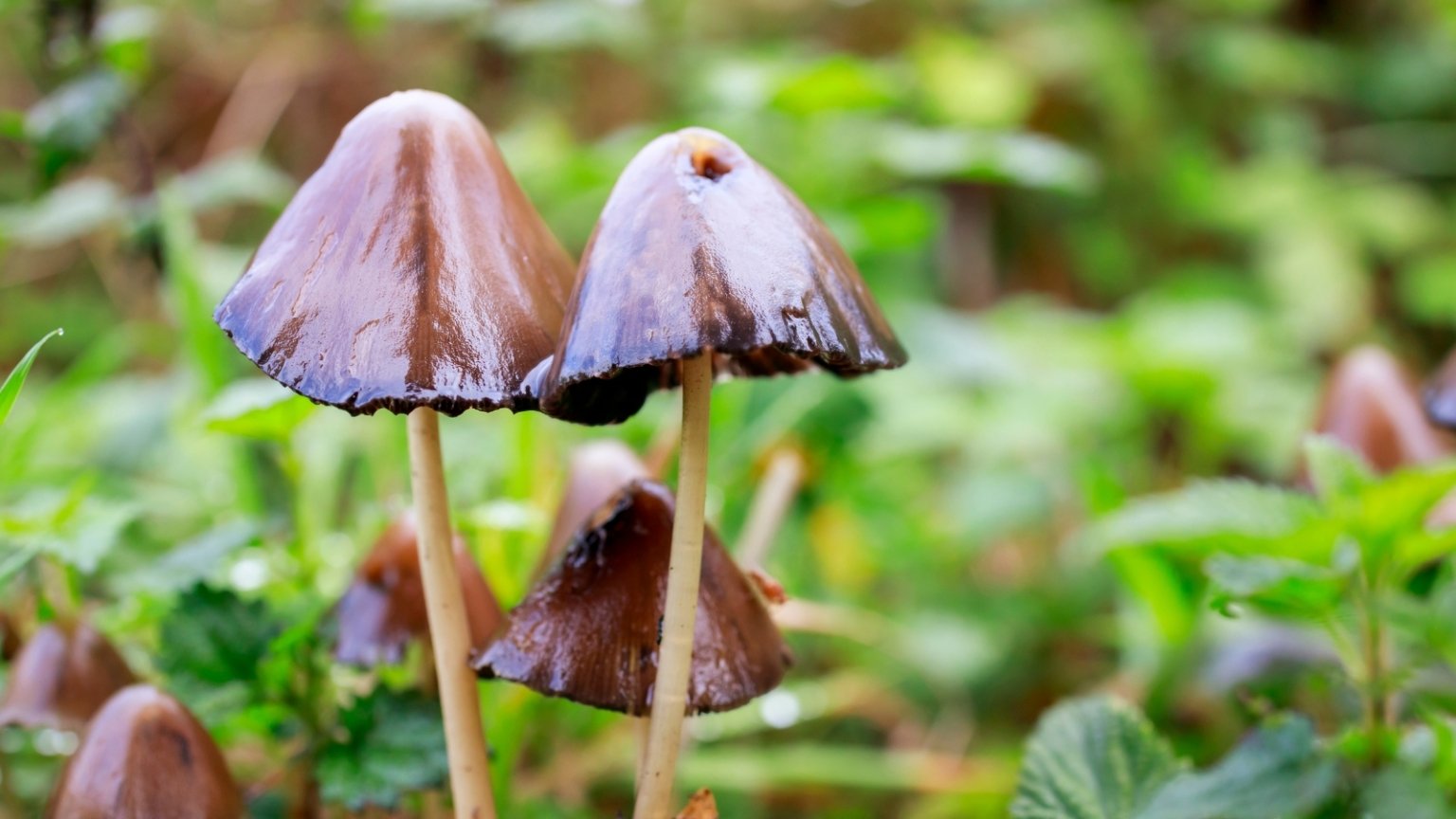 12 Common Mushrooms You Might Find in Your Yard
