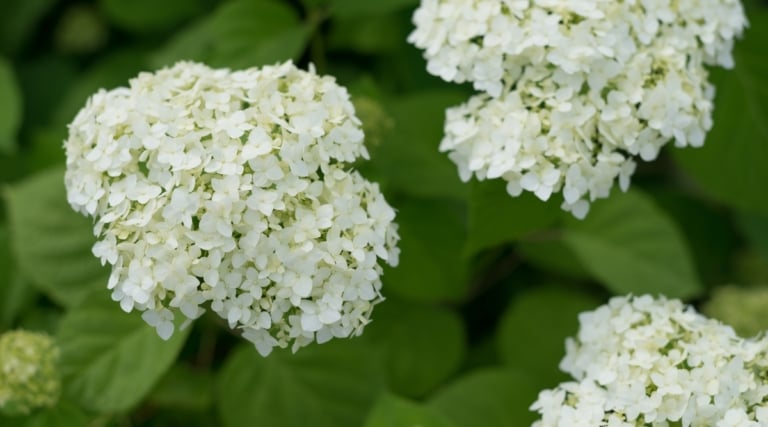 17 Gorgeous Varieties of Smooth Hydrangea