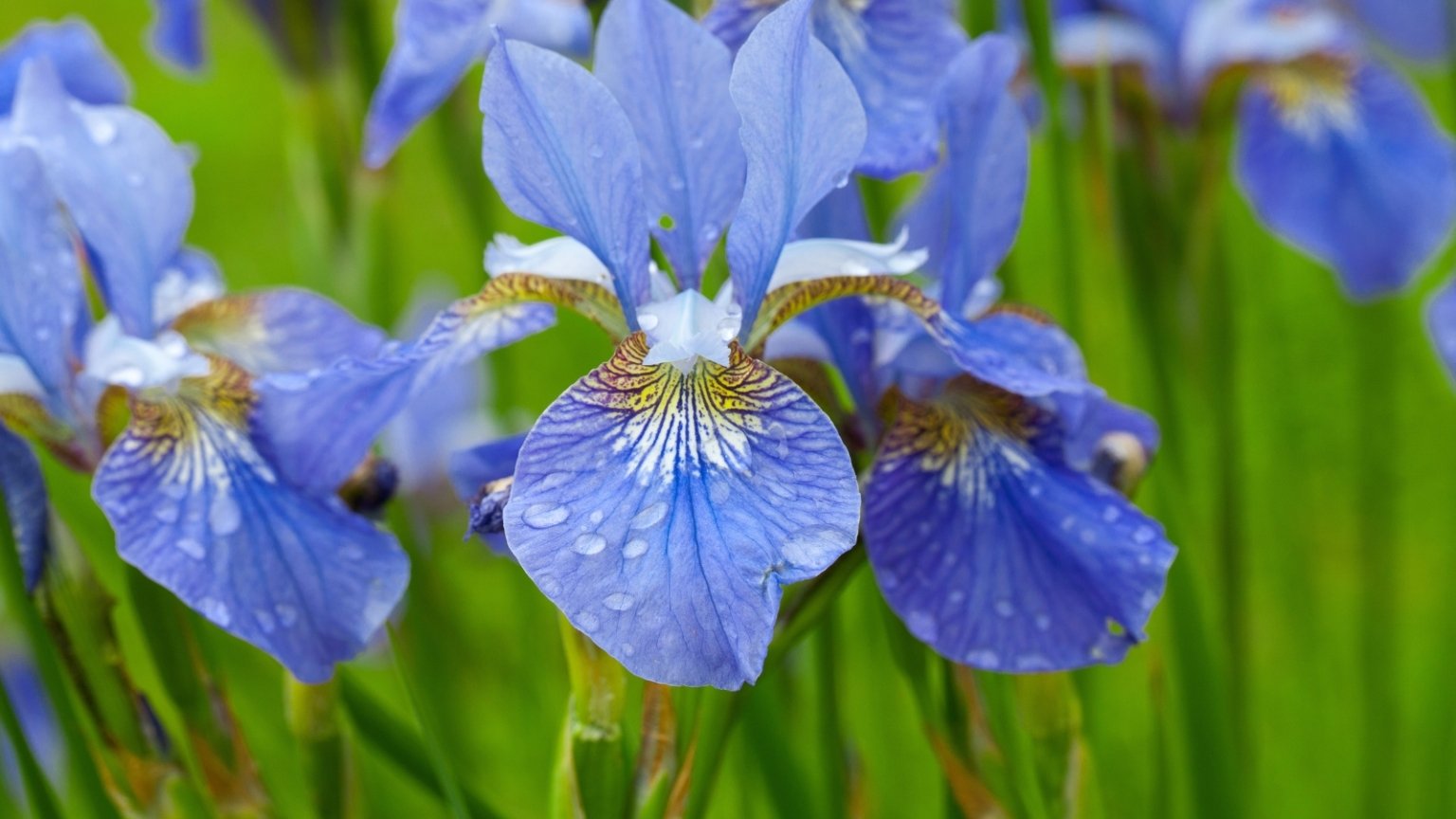 29 Common Garden Plants That Are Poisonous