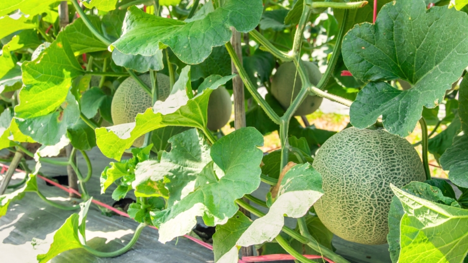 How to Prune Melon Vines for Bigger, Better Fruit