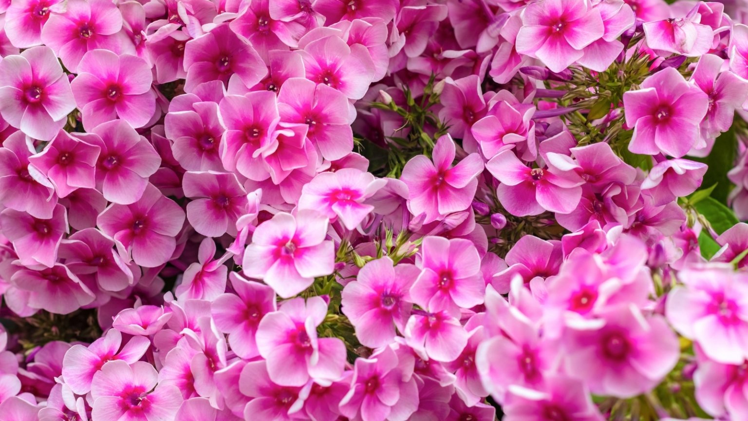 25 Best Phlox Varieties For Your Garden