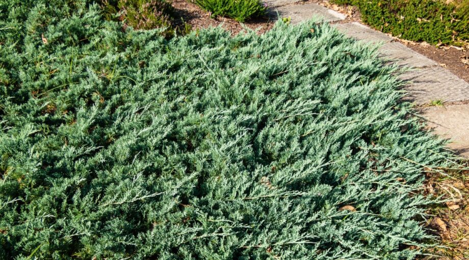 15 Spreading Ground Covers That Suppress Weeds