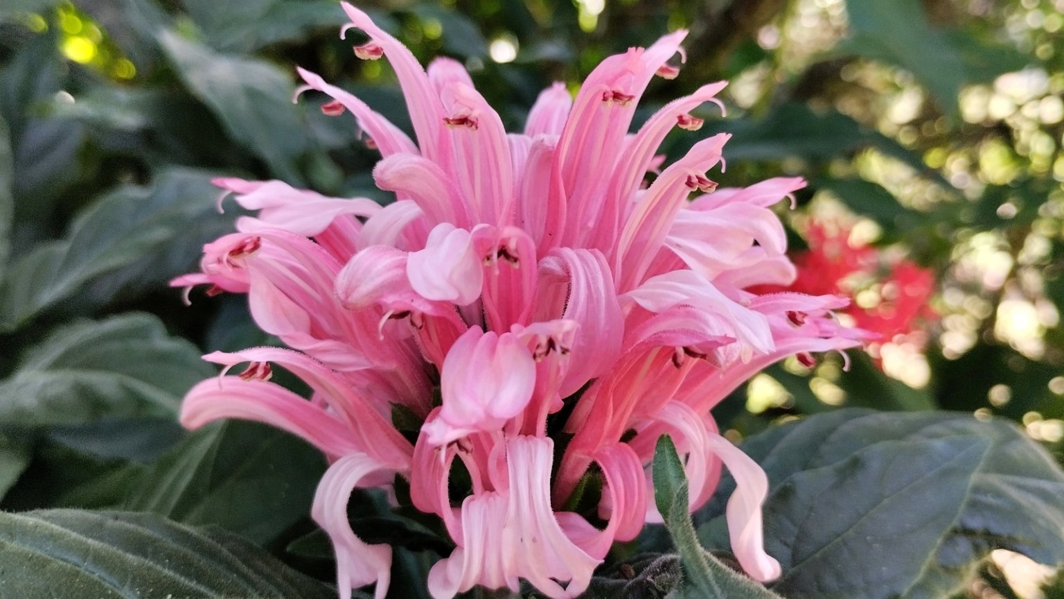 21 Tropical Plants That Grow Well in the Shade