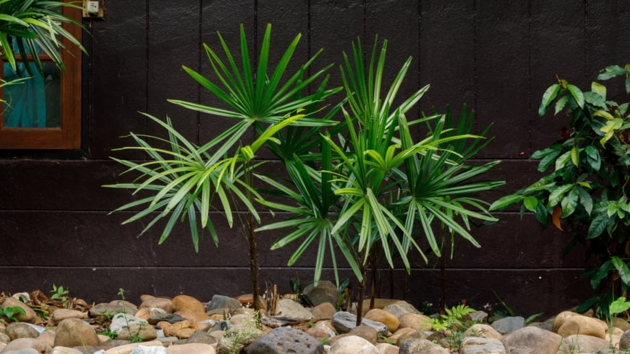 21 Tropical Plants That Grow Well in the Shade