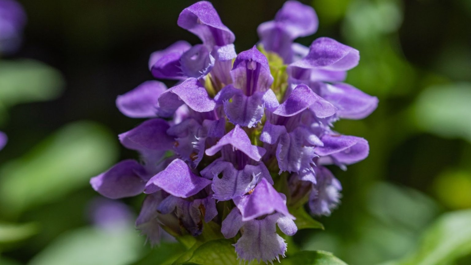 19 Aggressive Native Plants That Can Battle Invasive Species
