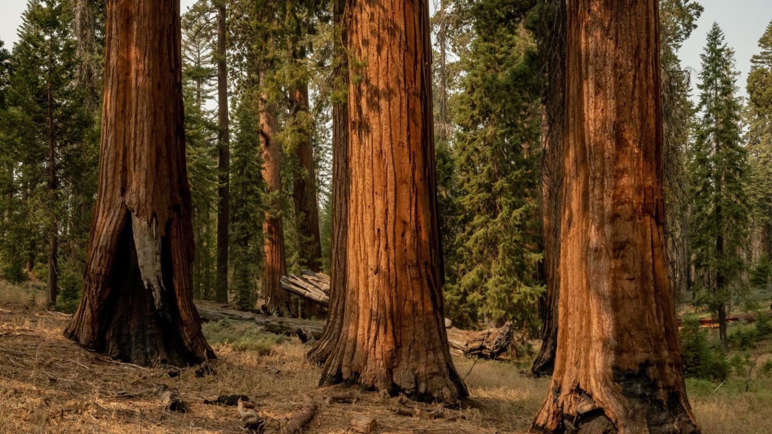How to Plant, Grow, and Care for Giant Sequoia Trees