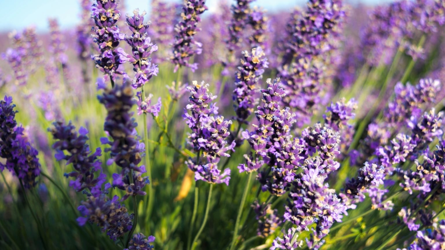 21 Longest-Flowering Perennials for Lasting Color