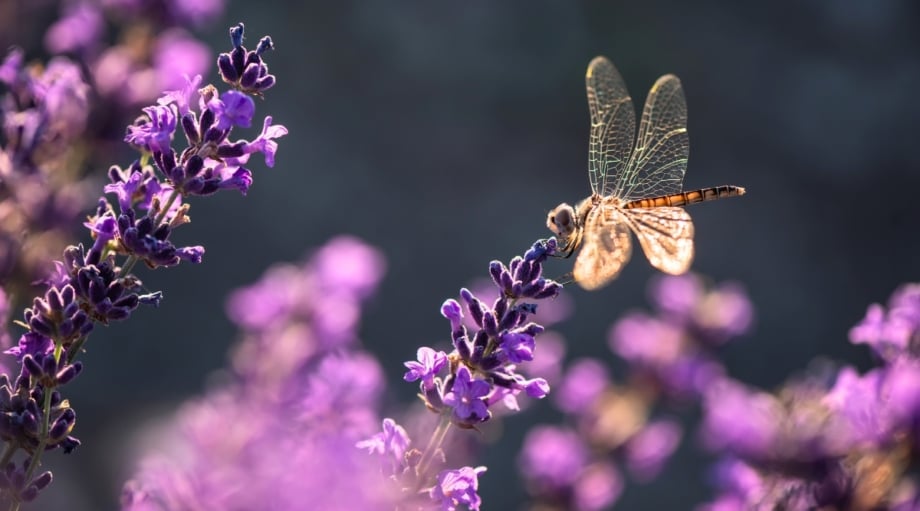 31 Plants to Attract Beneficial Insects to Your Garden