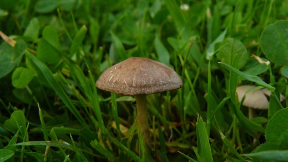 12 Common Mushrooms You Might Find in Your Yard