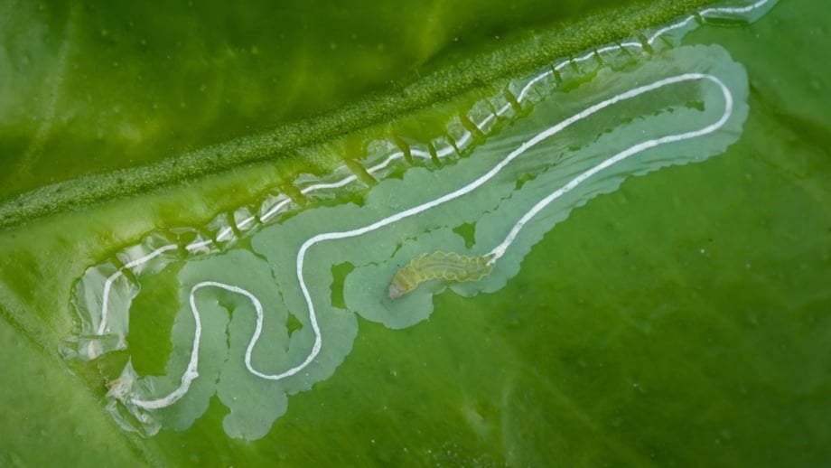 7 Petunia Pests: ID and Treatment