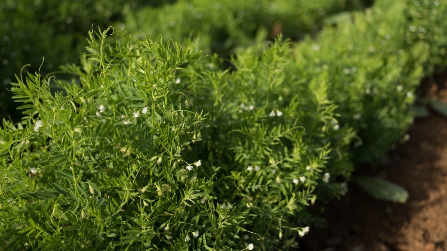 11 Nitrogen-Fixing Plants That Will Improve Your Garden Soil