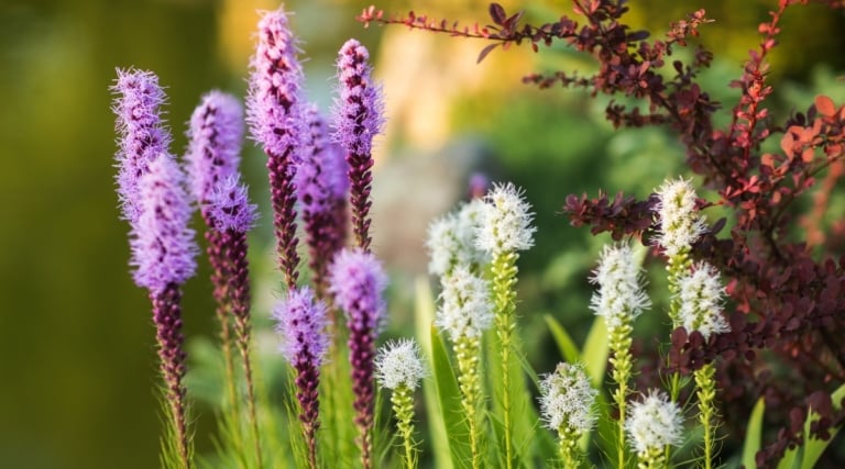 21 Easy Perennial Plants for Beginner Gardeners