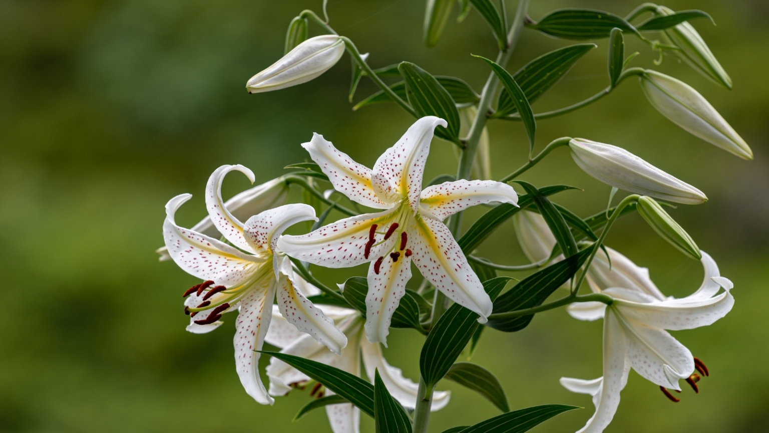 23 Flowers You Should Always Cut in the Bud Stage