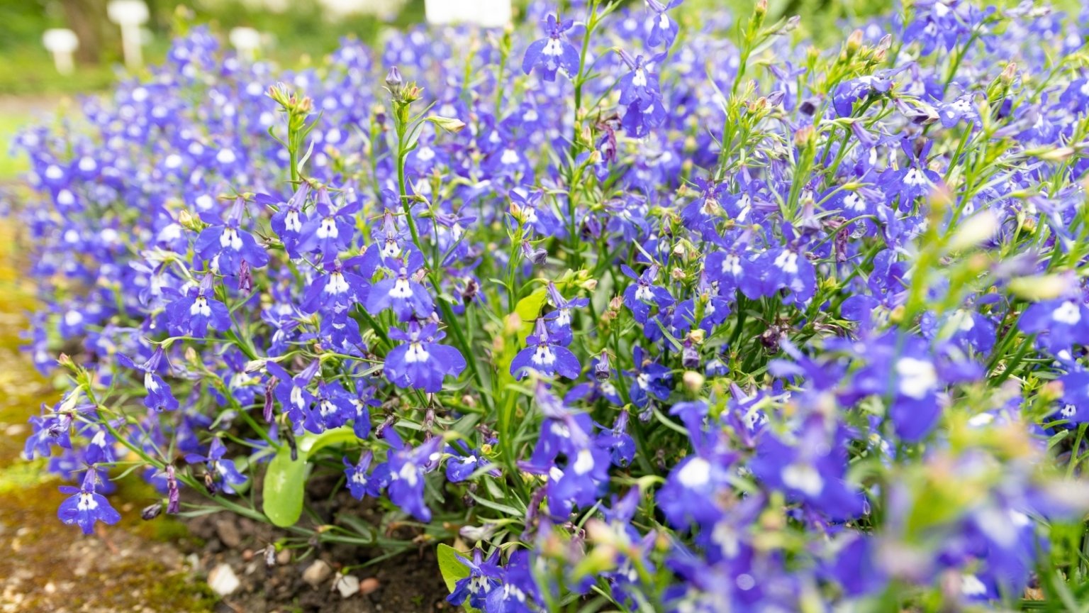 How to Plant, Grow, and Care For Great Blue Lobelia