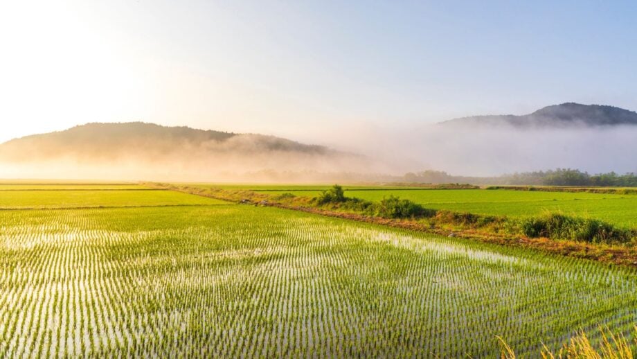 How to Plant, Grow, and Care for Rice