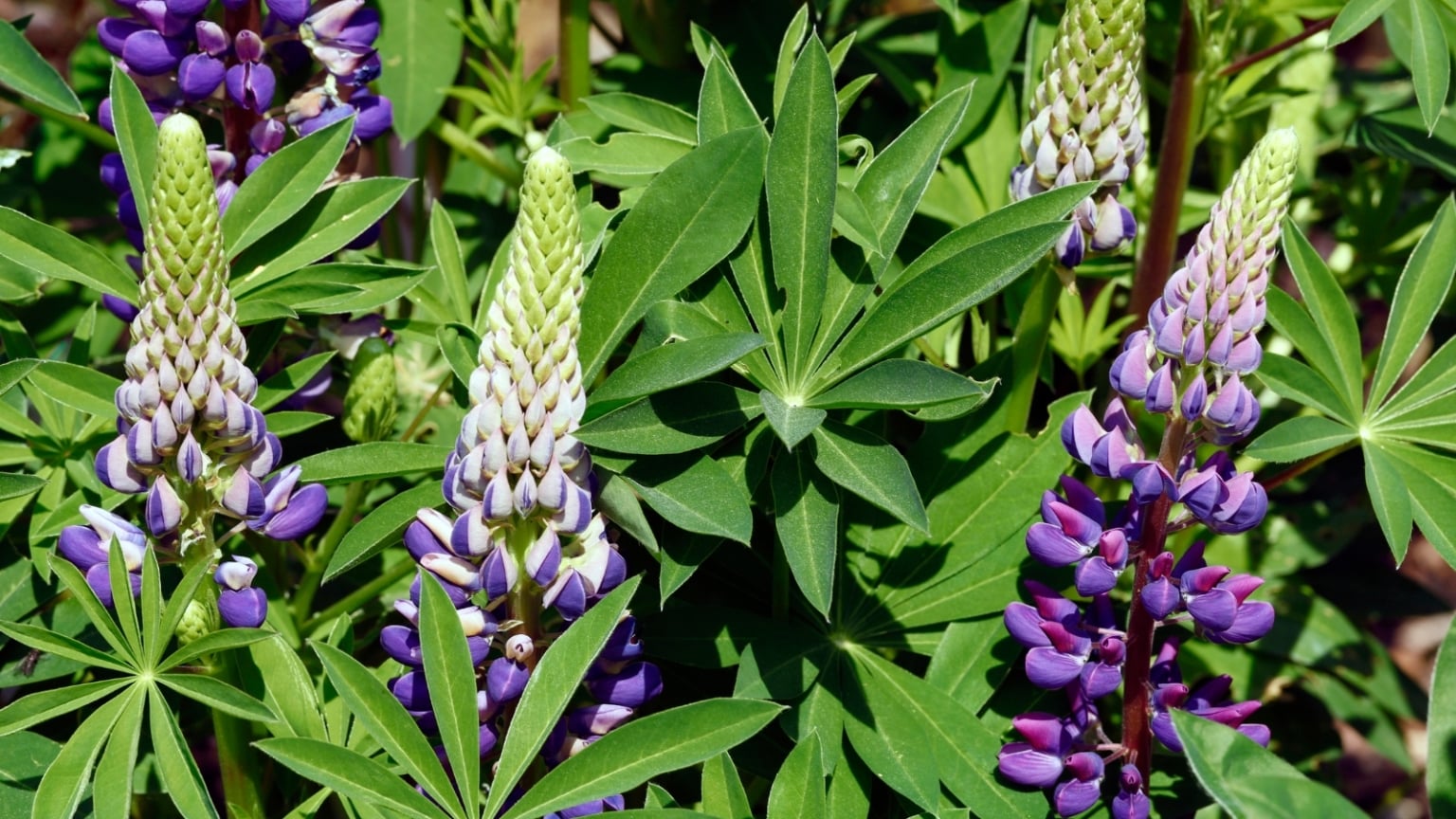 11 Nitrogen-Fixing Plants That Will Improve Your Garden Soil