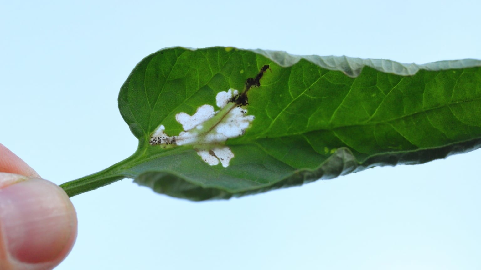 8 Causes of Mealy, Mushy Tomatoes