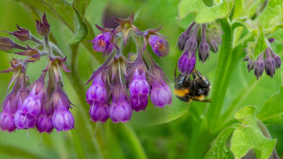 How to Plant, Grow, and Care for Comfrey