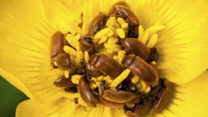 How to Identify, Control, and Prevent Raspberry Beetle