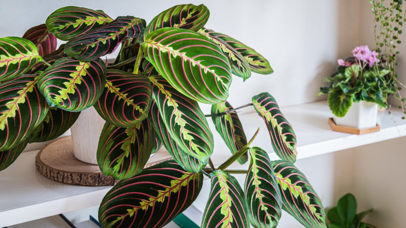 27 Tropical Plants That Thrive Indoors