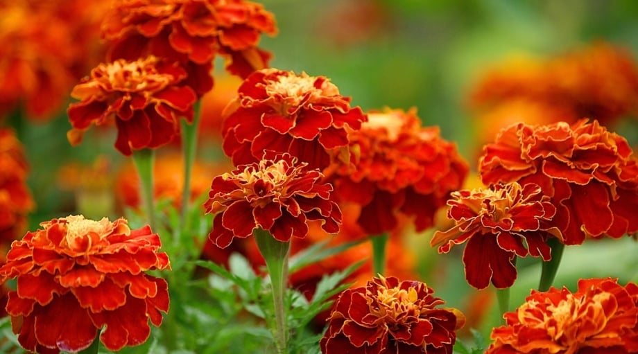 31 Plants to Attract Beneficial Insects to Your Garden