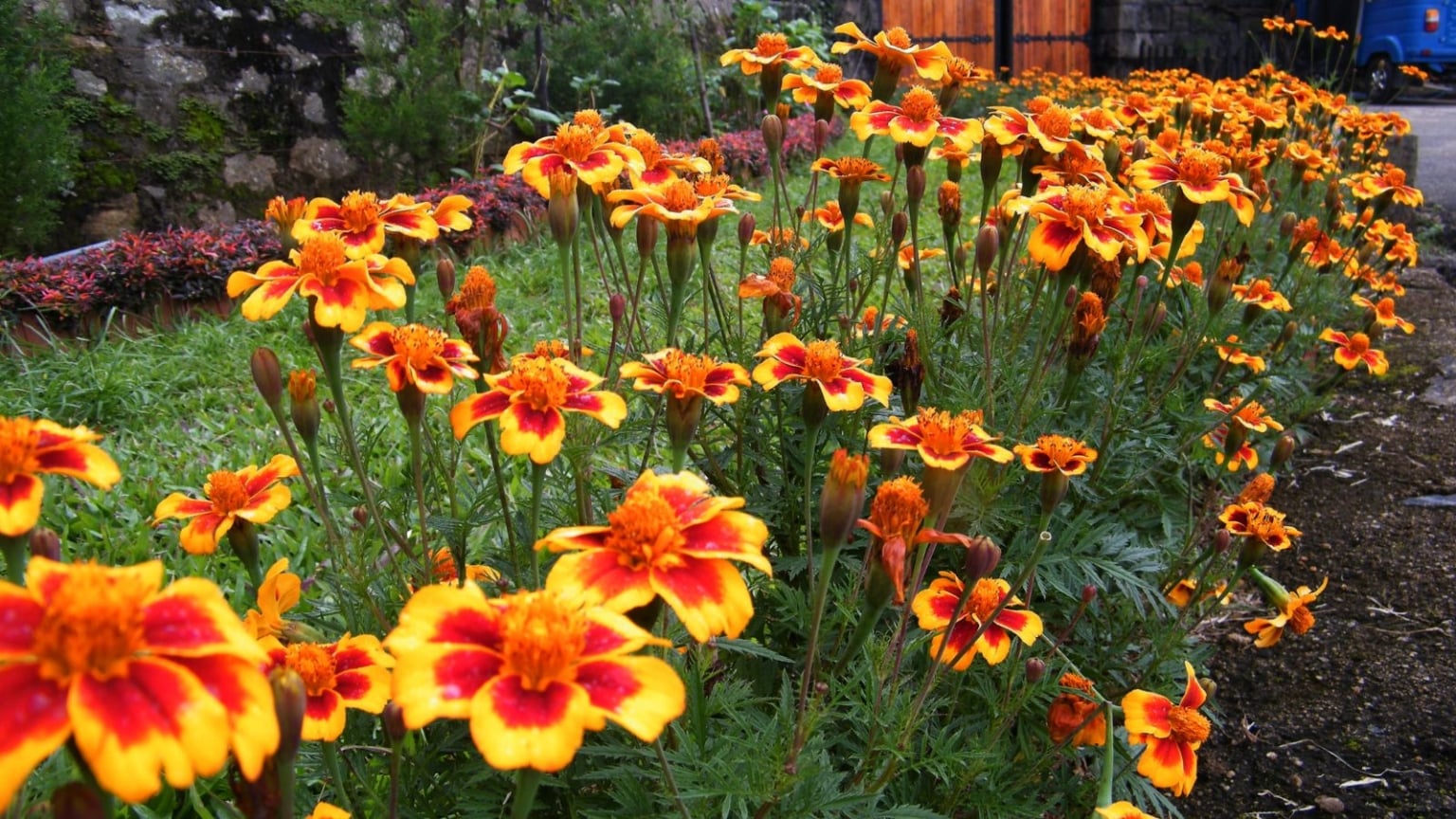 15 Fall-Blooming Flowers to Plant in August