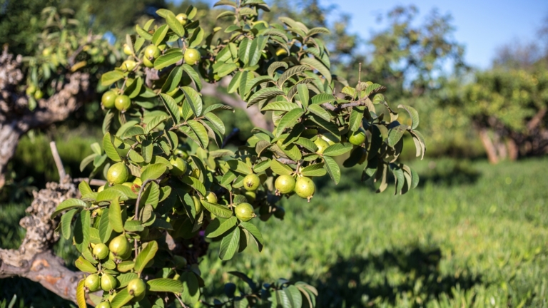 How to Plant, Grow, and Care For ‘Barbie Pink’ Guava Trees