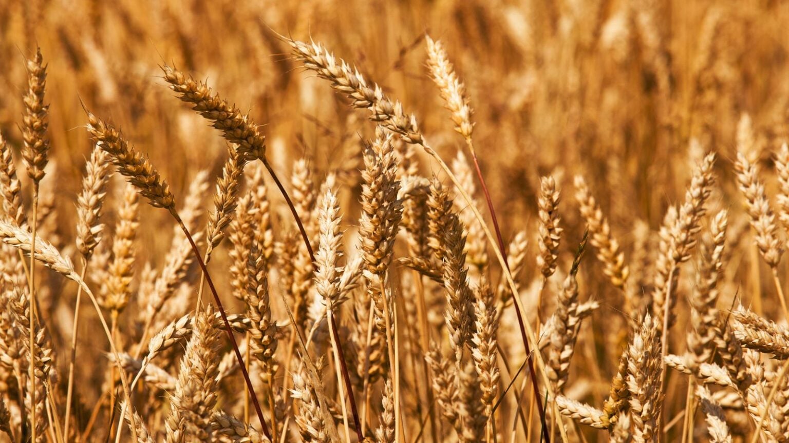 How to Plant, Grow, and Care for Wheat