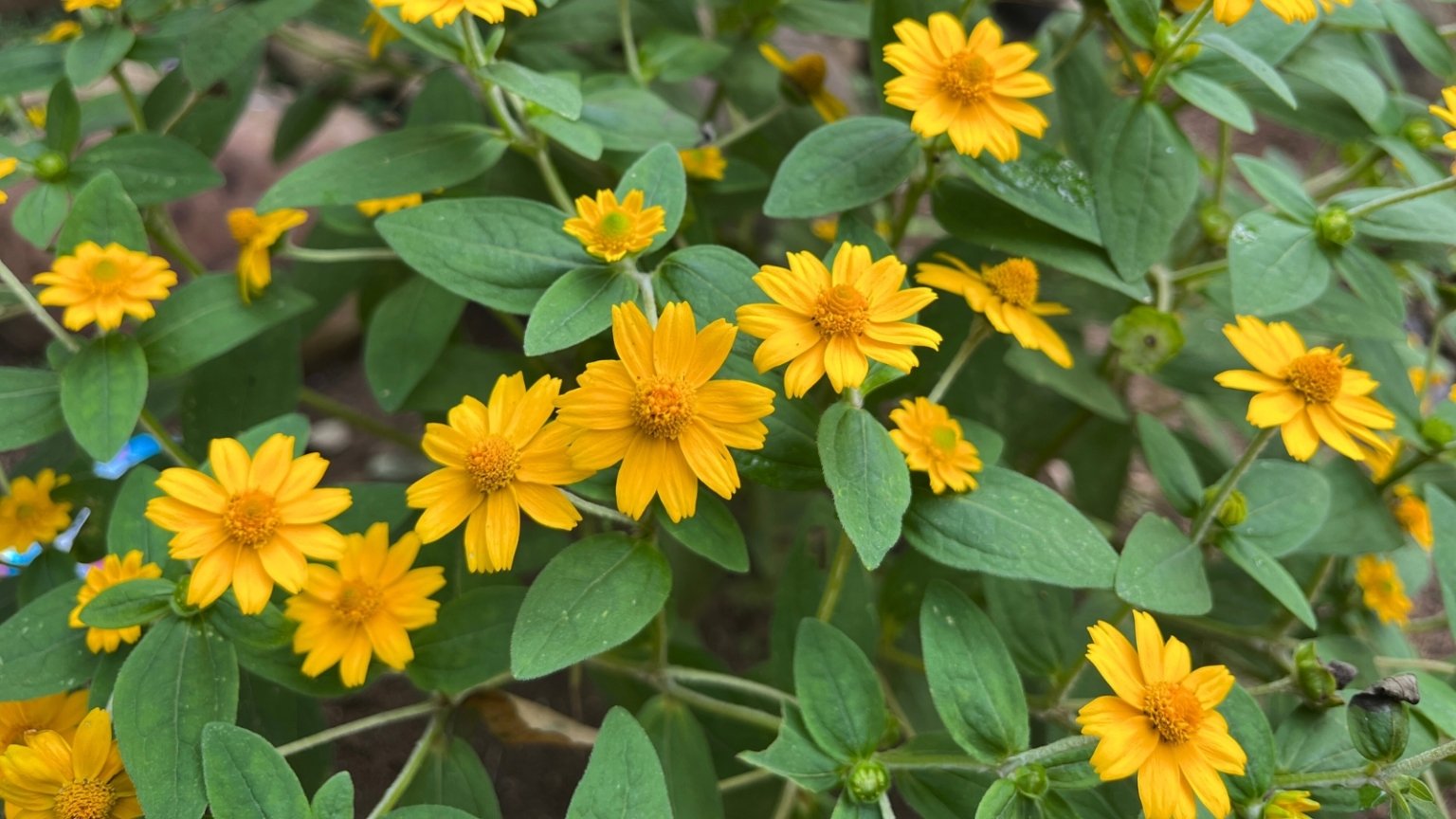 10 Thrillers, Fillers, and Spillers For Stunning Container Displays